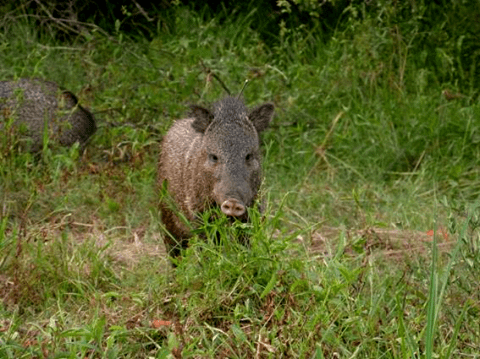 Nacieron pecaríes salvajes en los Esteros del Iberá | Economis