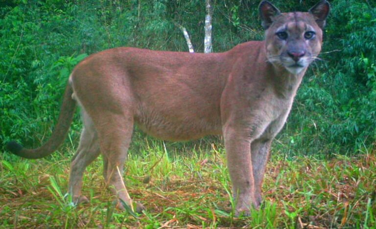 Reapareció el puma y volvieron a limitar el acceso a las Cataratas del ...