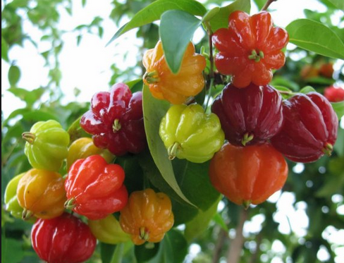 Frutas de la Región Guaranítica, una experiencia para saborear en 9 ...