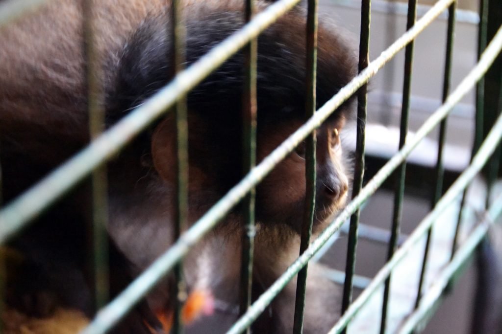 El parque El Puma trabaja en la liberación de monos caí y coatíes que ...