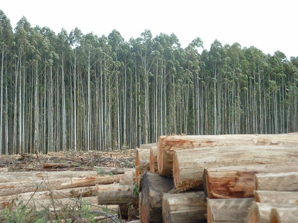 El futuro demanda el uso sostenible de los recursos forestales : Economis