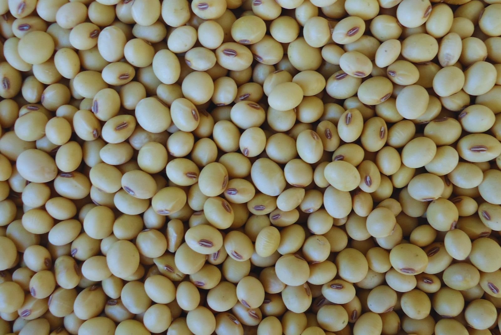 INTA Paraná 6000: un cultivar de soja todo terreno : Economis