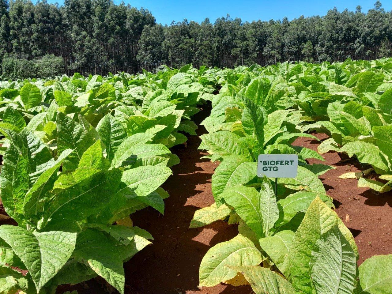 Histórica cosecha de tabaco Burley producido mediante la aplicación de ...