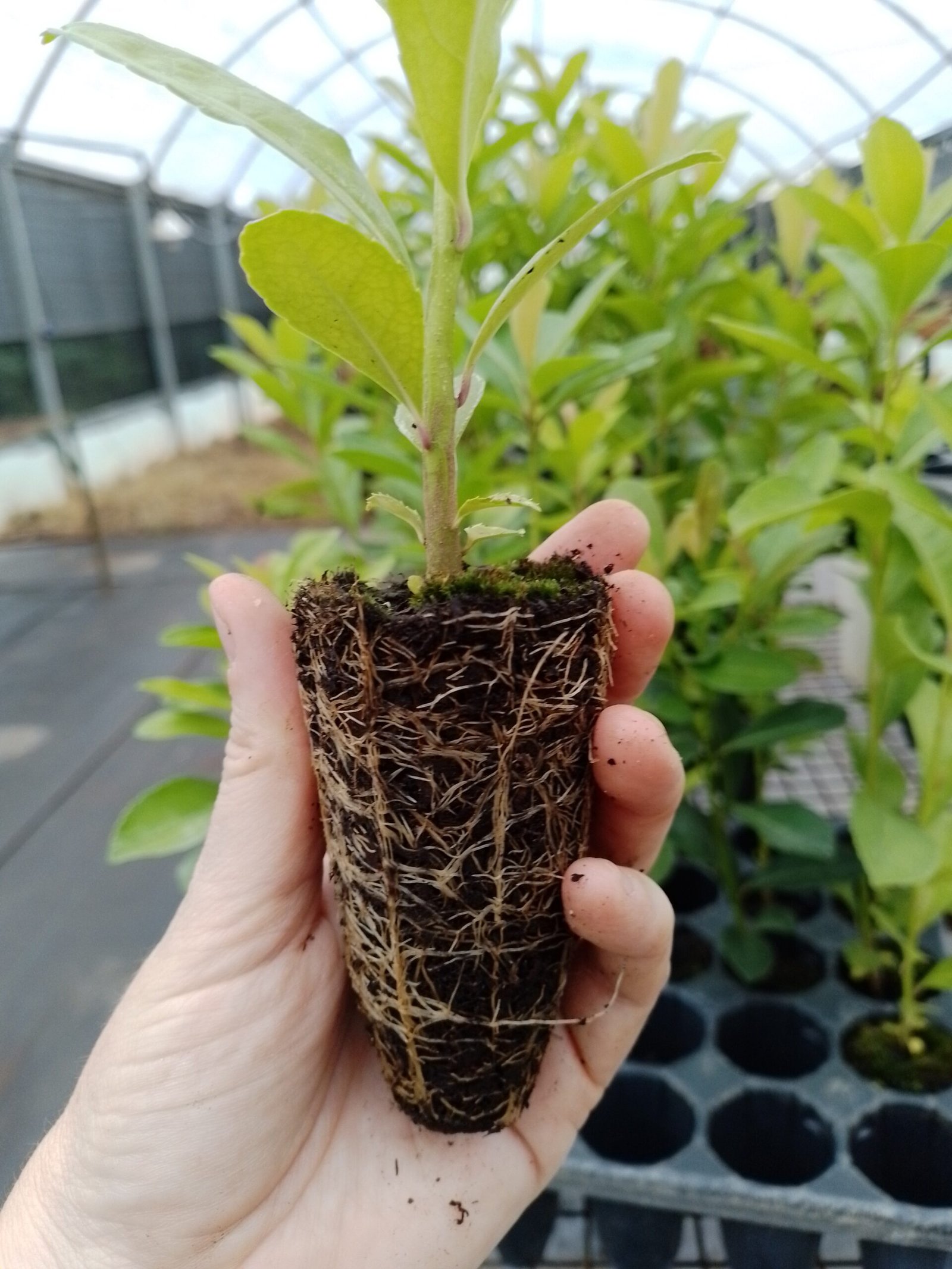 Yerba Mate: la importancia del sustrato en los plantines : Economis