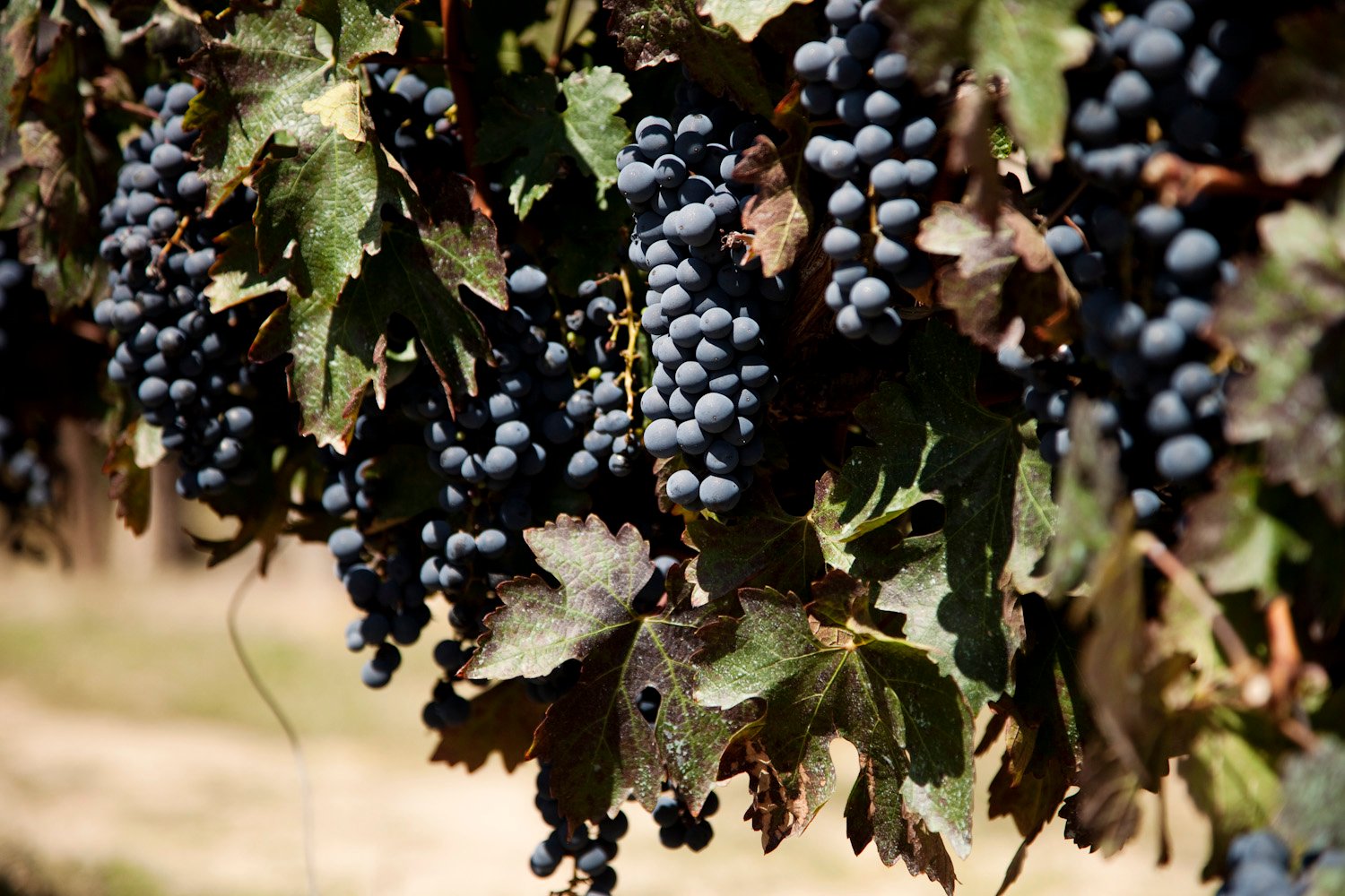 ¿Cómo serán los vinos de la cosecha 2024? : Economis