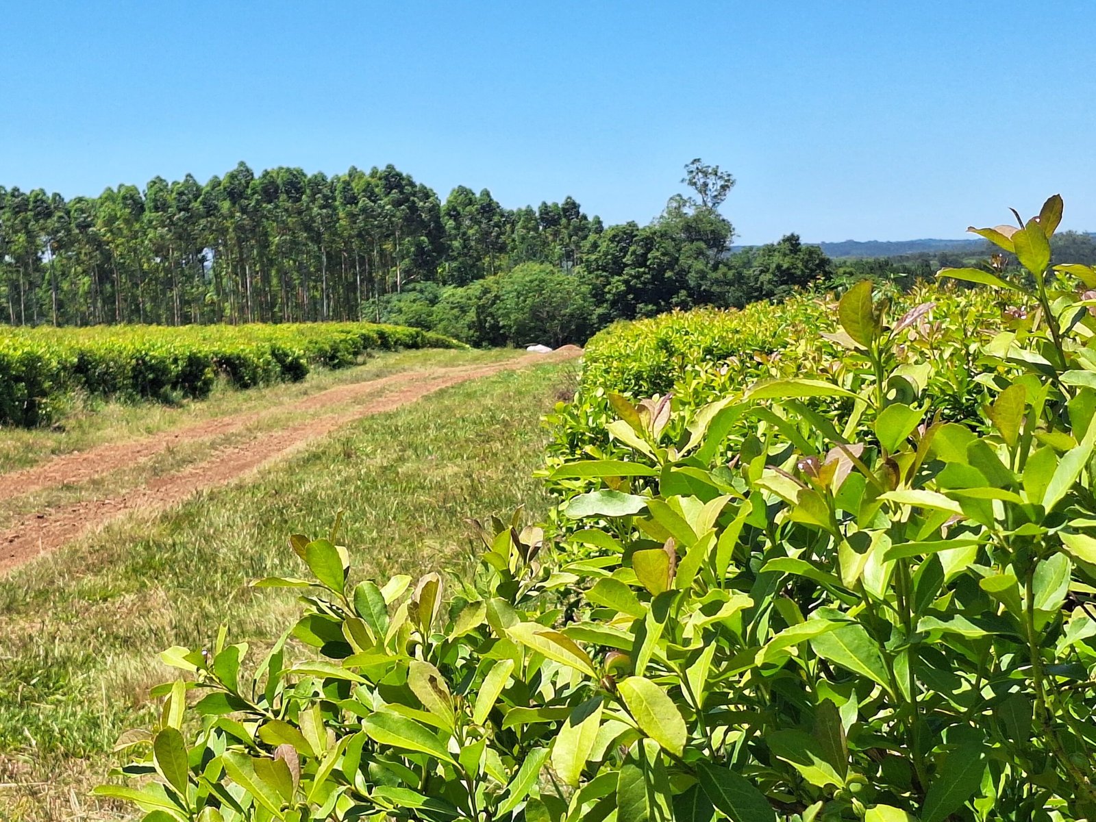 Un viaje a Colonia Liebig, la tierra de Playadito : Economis